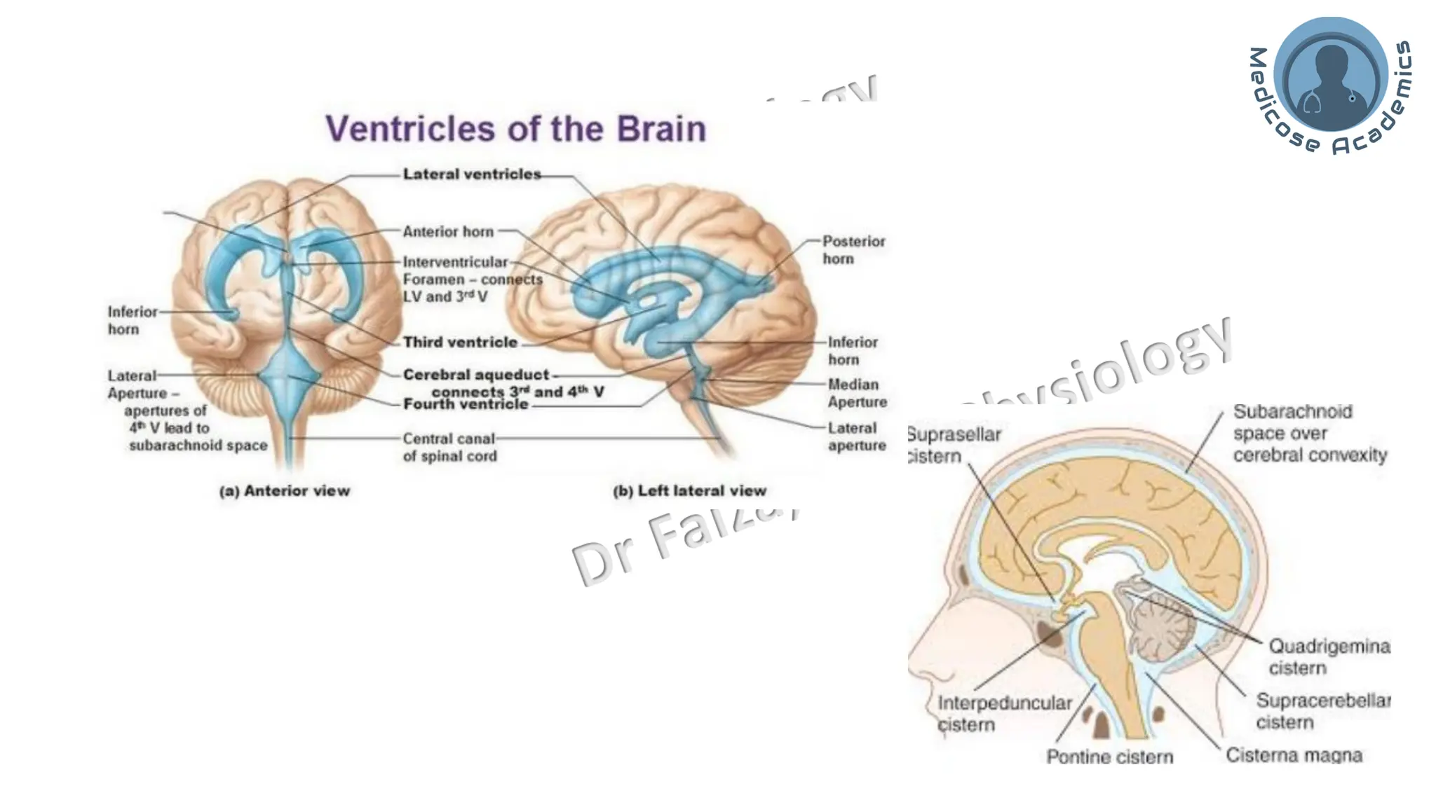 Cerebrospinal Fluid & Hydrocephalus.pdf | Brain and Nervous System Disorders | Diseases and ...