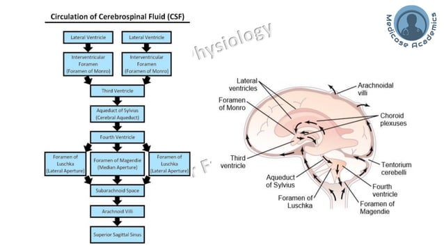 Cerebrospinal Fluid & Hydrocephalus.pdf | Brain and Nervous System Disorders | Diseases and ...