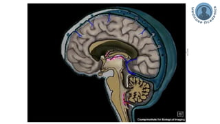 Cerebrospinal Fluid & Hydrocephalus.pdf | Brain and Nervous System Disorders | Diseases and ...
