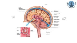 Cerebrospinal Fluid & Hydrocephalus.pdf | Brain and Nervous System Disorders | Diseases and ...