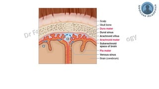 Cerebrospinal Fluid & Hydrocephalus.pdf | Brain and Nervous System Disorders | Diseases and ...