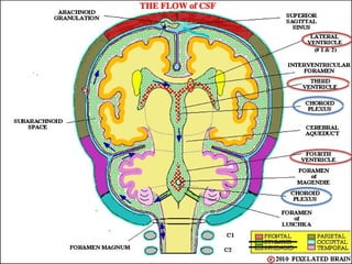 cerebrospinal_fluid_13andphysiology and dynamics.pptx