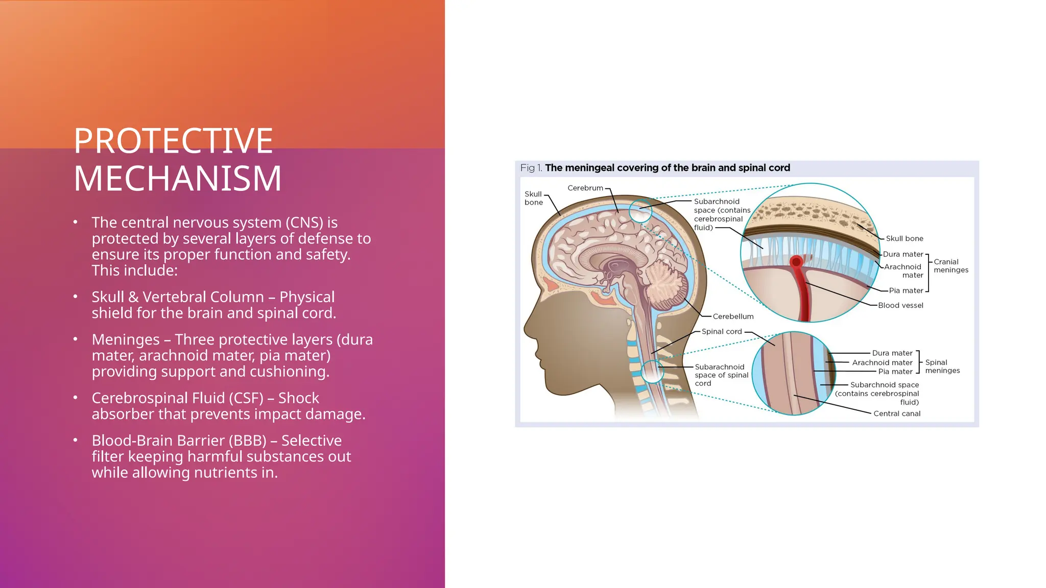 CEREBROSPINAL FLUID AND BLOOD BRAIN BARRIER(BBB.pptx