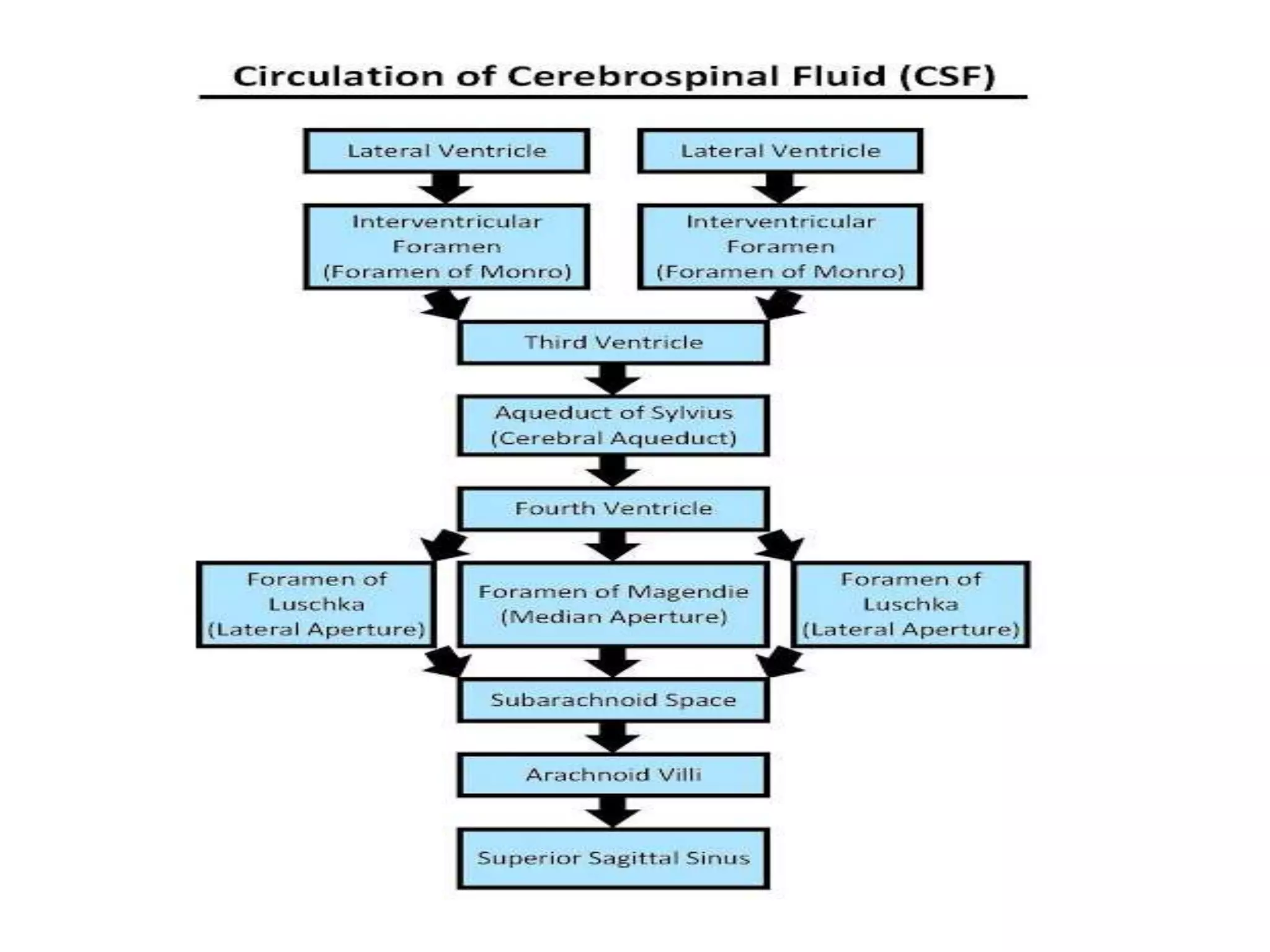 CEREBROSPINAL FLUID AND INTRACRANIAL PRESSURE | PPTX | Brain and ...