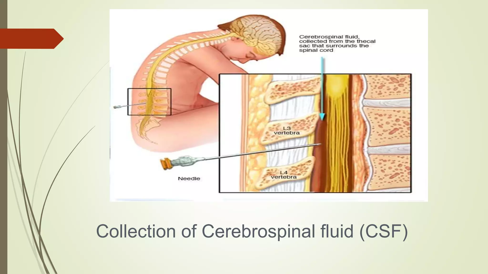 Cerebrospinal fluid (csf) | PPTX