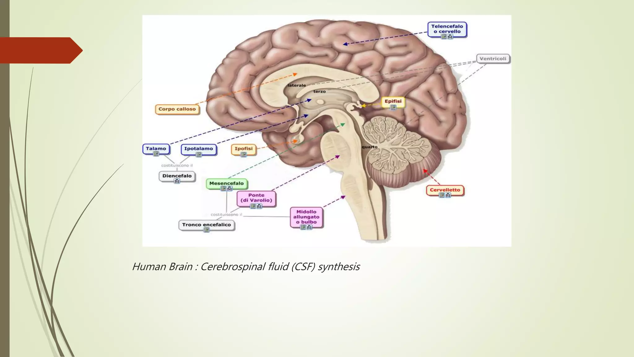 Cerebrospinal fluid (csf) | PPTX