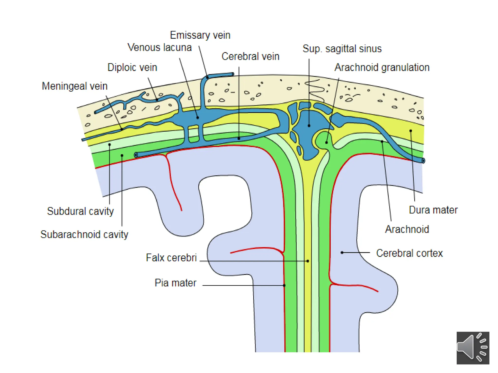 Cerebrospinal Fluid (CSF) and it’s circulation.pptx