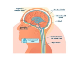 Cerebrospinal Fluid (CSF) and it’s circulation.pptx