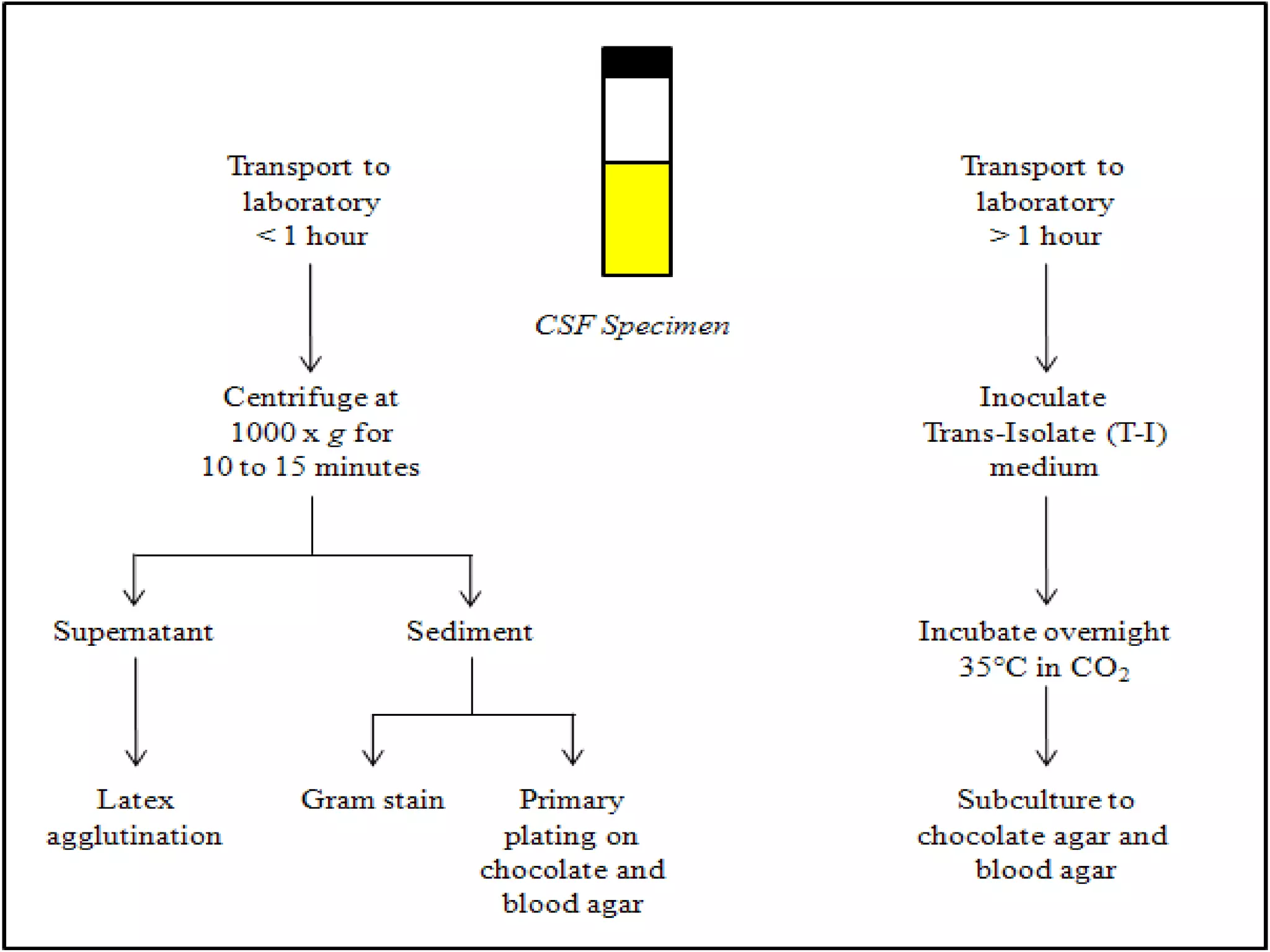 Cerebrospinal fluid (csf) examination under microscope | PPTX