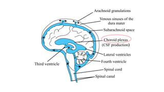 CEREBROSPINAL FLUID & IT’S FUNCTIONS.pptx