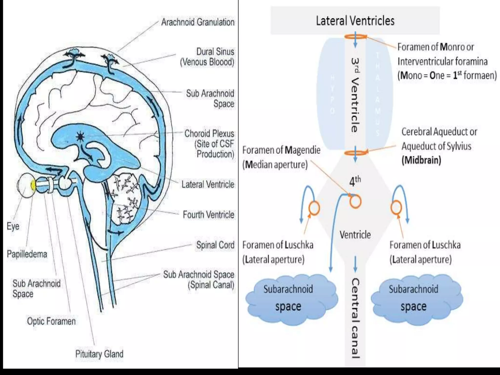 Cerebrospinal fluid rhinorrhea (CSF) | PPTX
