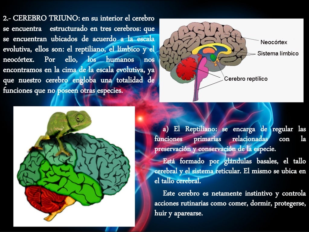 Cerebro Triuno