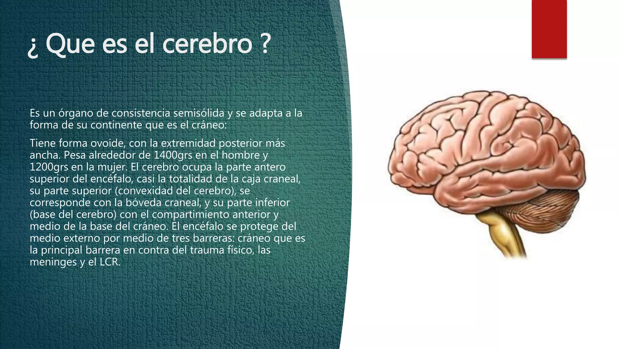 Cerebro triuno | PPTX | Brain and Nervous System Disorders | Diseases ...