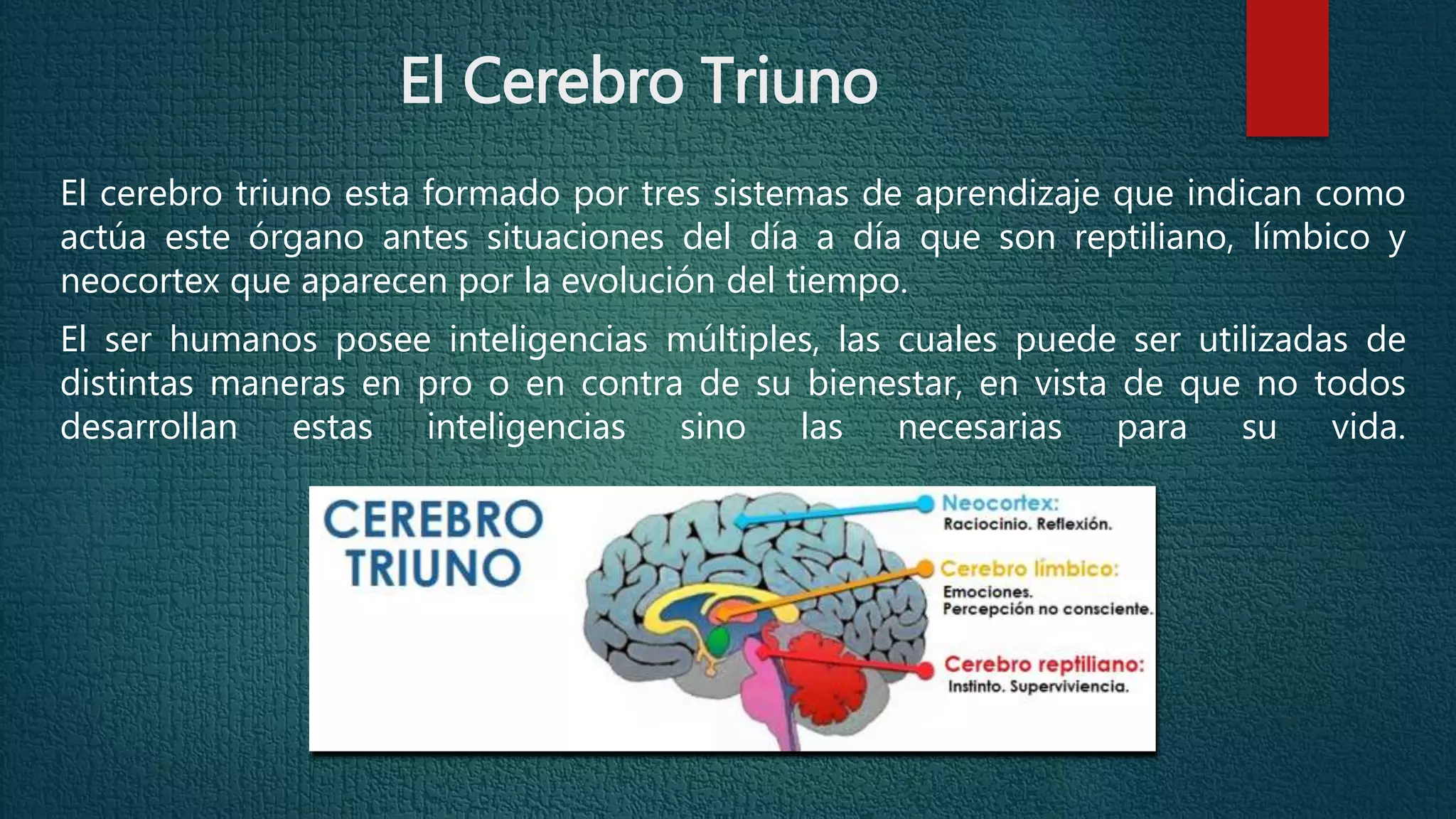 Cerebro triuno | PPTX | Brain and Nervous System Disorders | Diseases ...