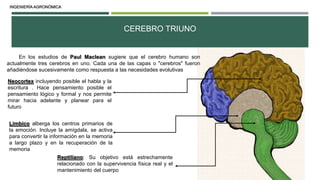 Cerebro triuno3_IAFJSR | PPTX