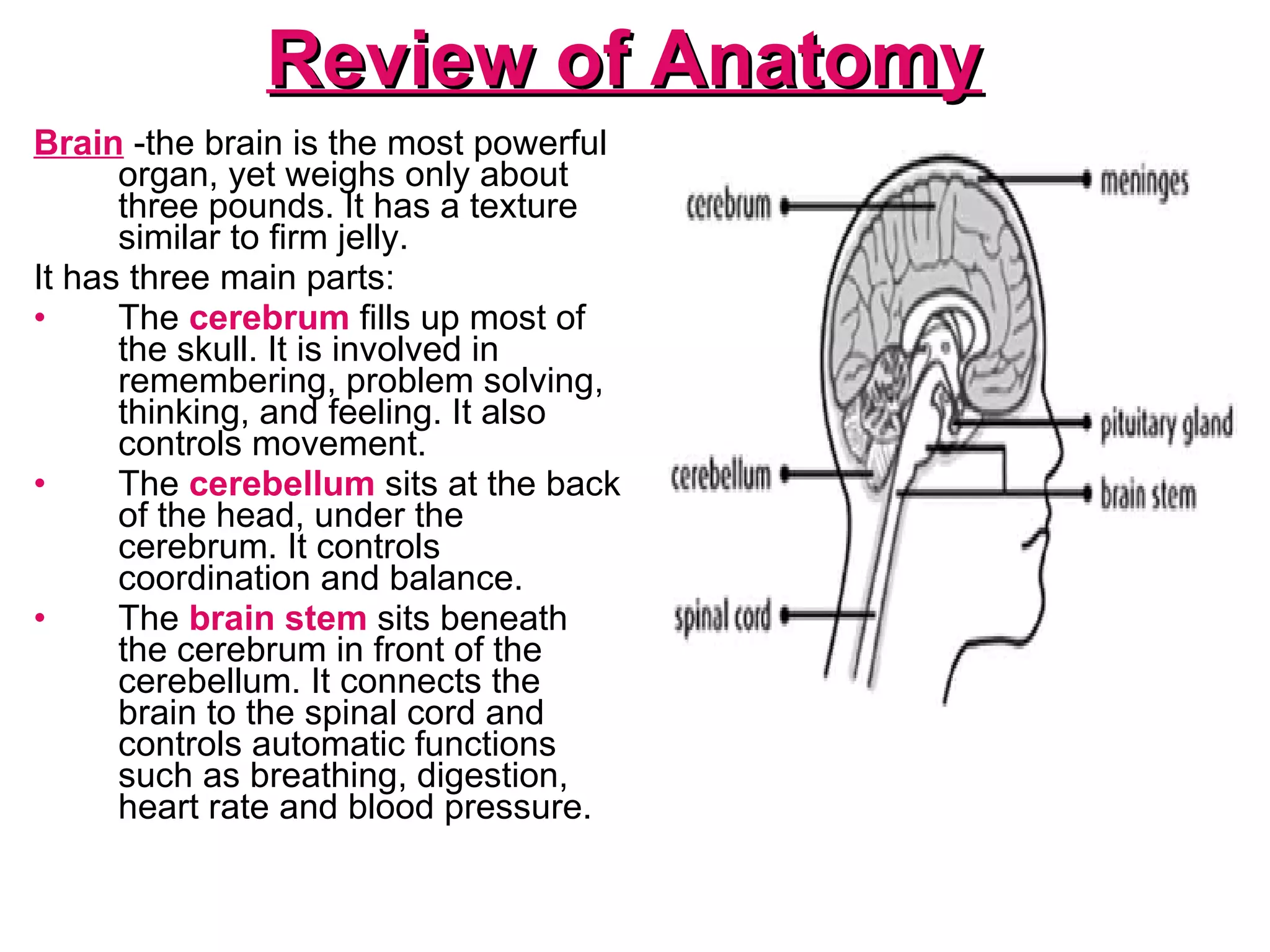 Cerebrovascular Accident (CVA) | PPT
