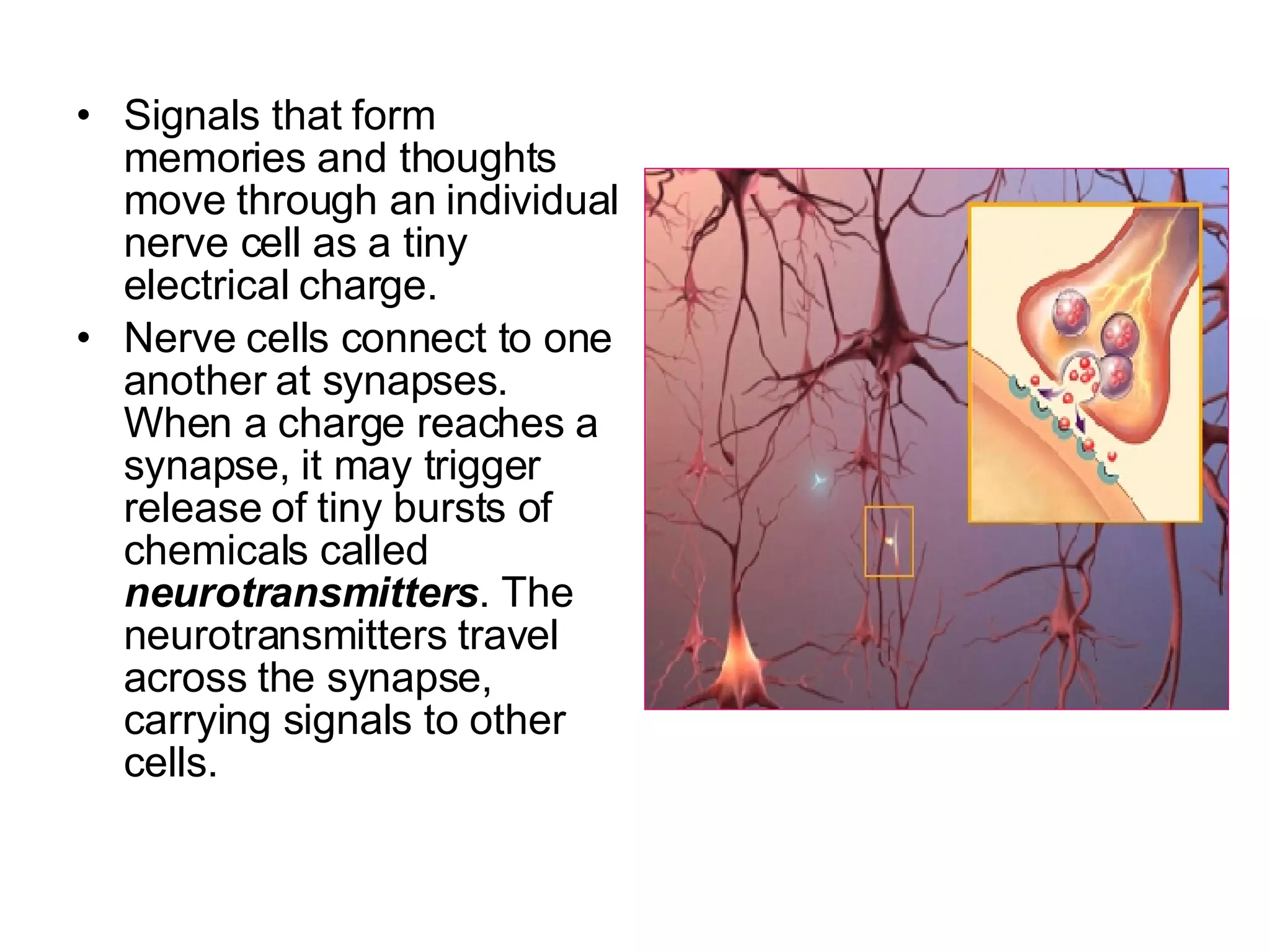 Cerebrovascular Accident (CVA) | PPT