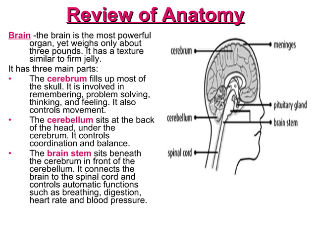 Cerebrovascular Accident (CVA) | PPT