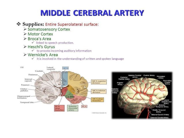 Localisation of stroke | PPTX