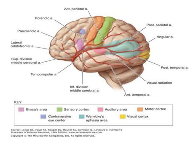 Localisation of stroke | PPTX
