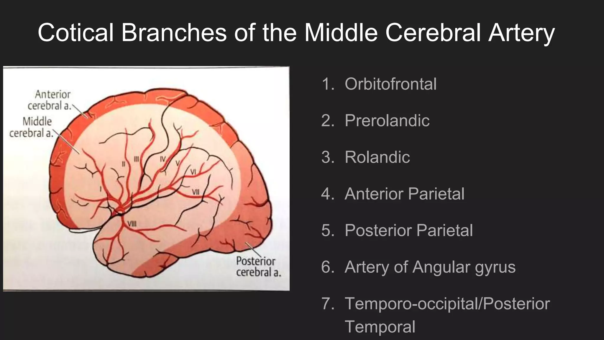Cerebrovascular anatomy | PPTX
