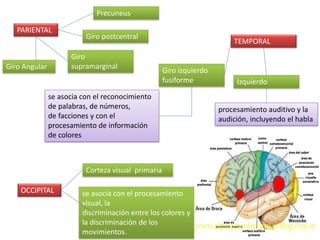 Cerebro y aprendizaje 2 cómo aprende el cerebro a lo largo de la vida | PDF