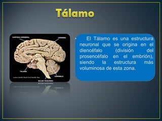 El Cerebro, Partes y Funciones | PDF