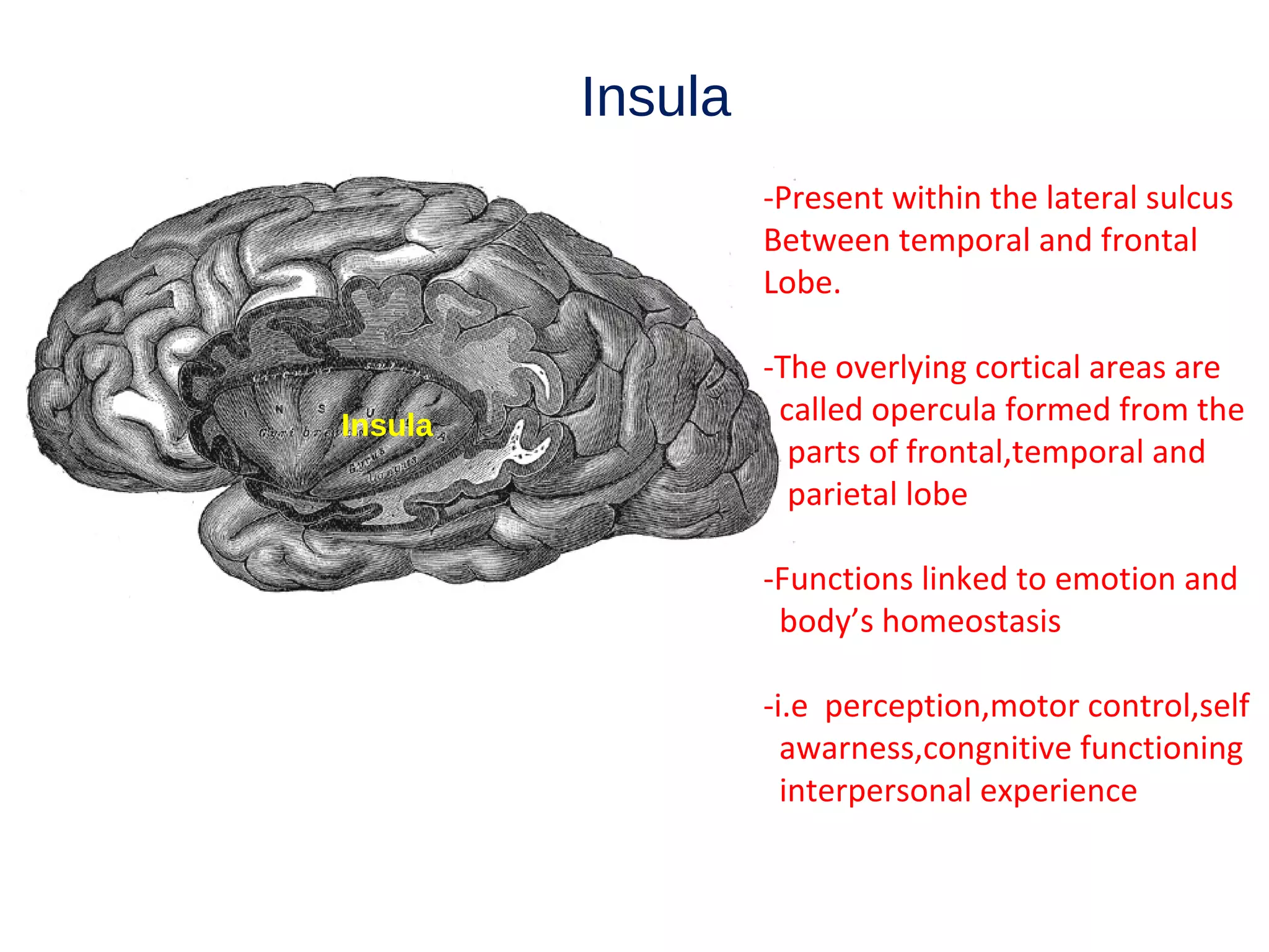 Cerebrum | PPT