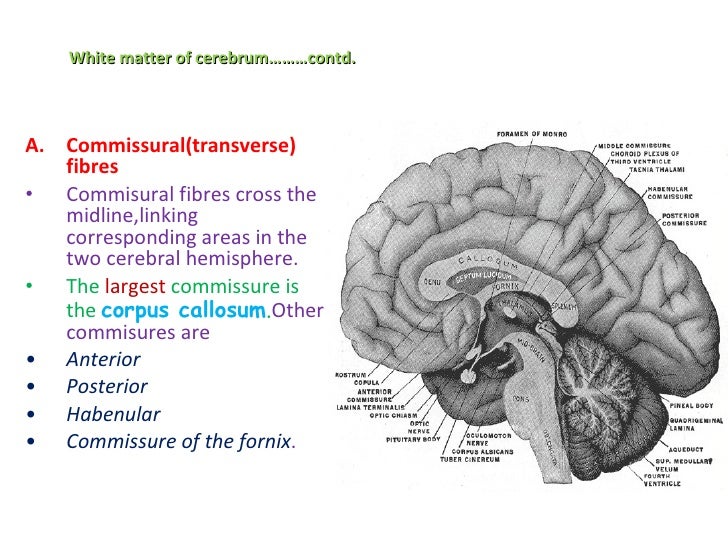 Cerebrum