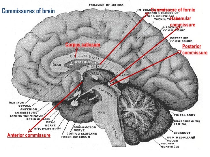 Cerebrum