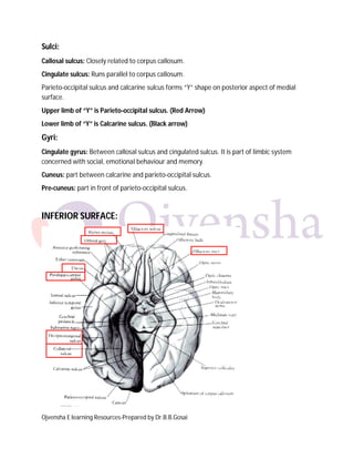 Cerebrum | PDF