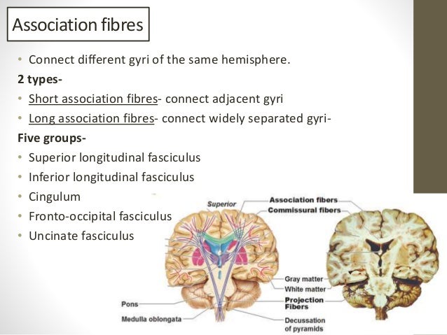 Association Fibers White Matter