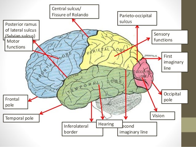 Cerebrum