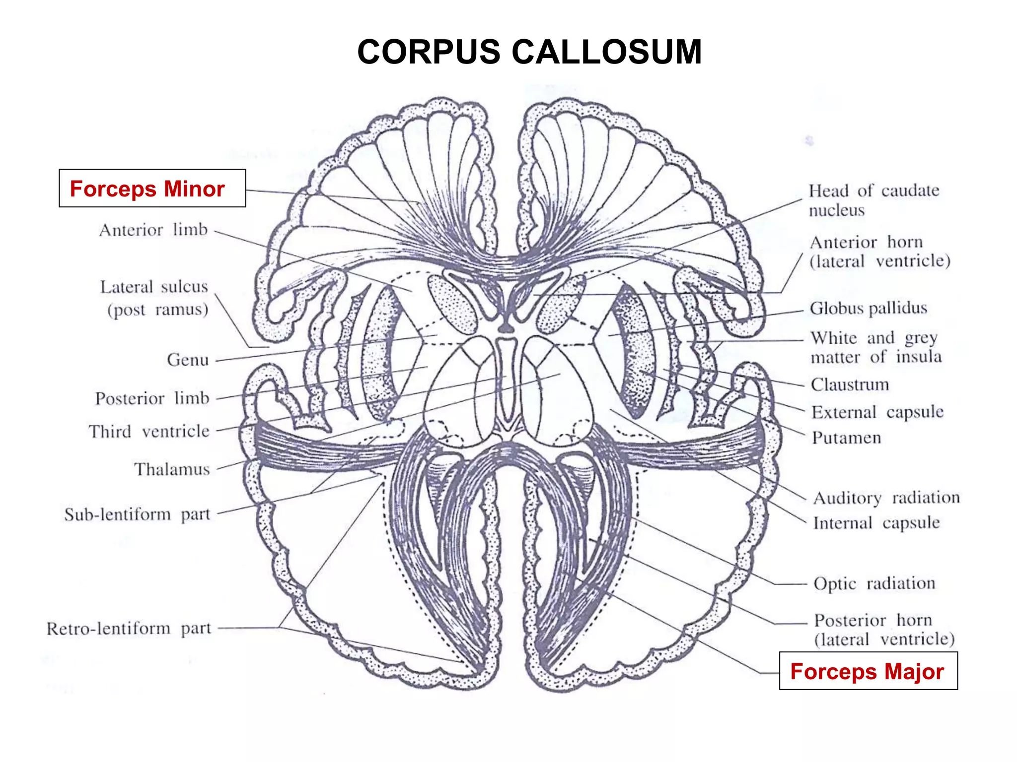 Cerebrum