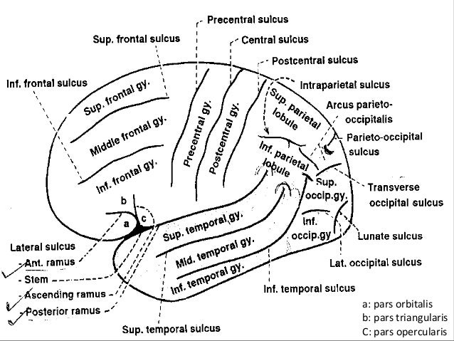 Cerebrum