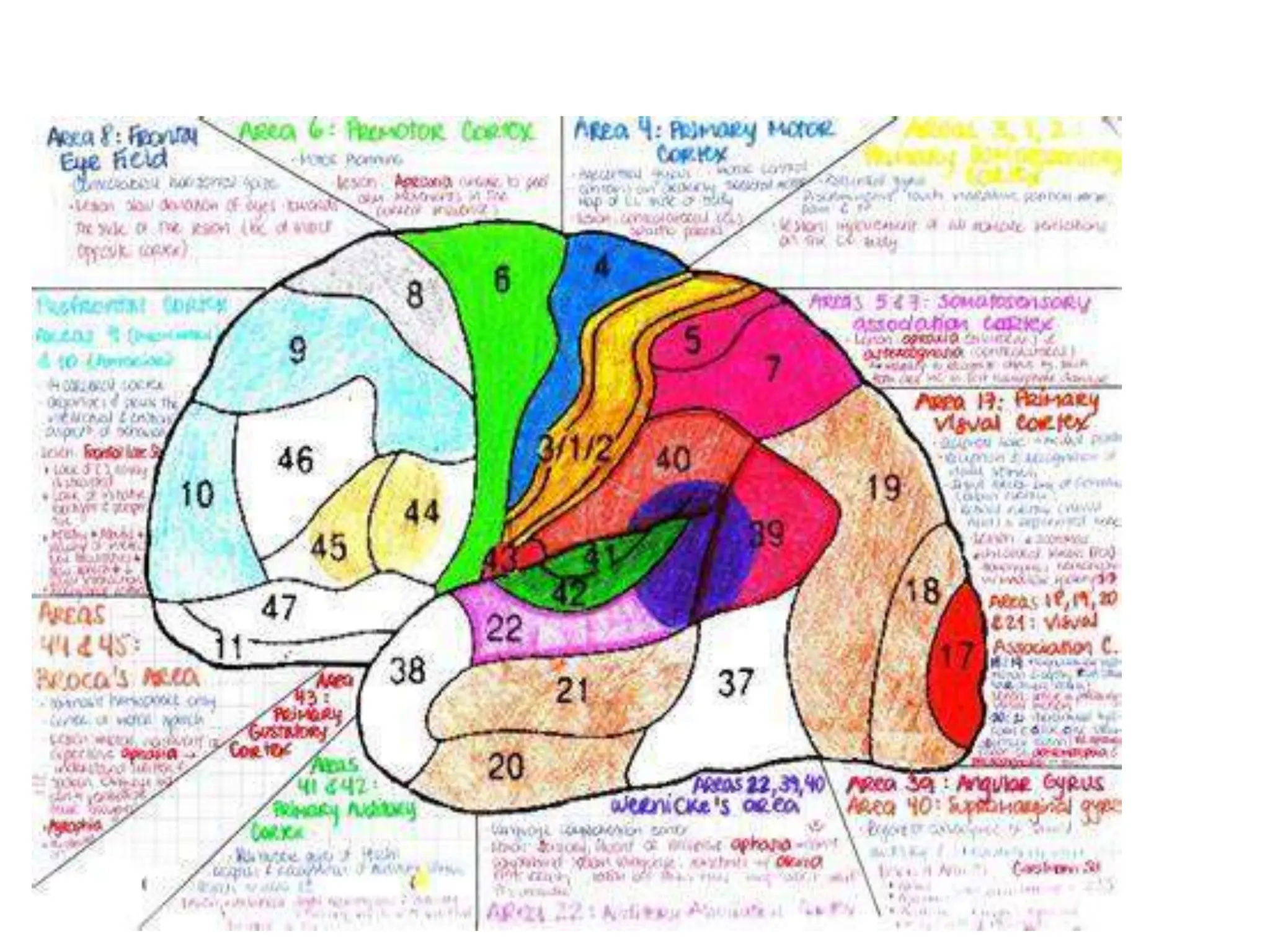 CEREBRUM-2.pptx