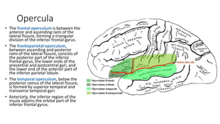 Cerebrum | PPTX