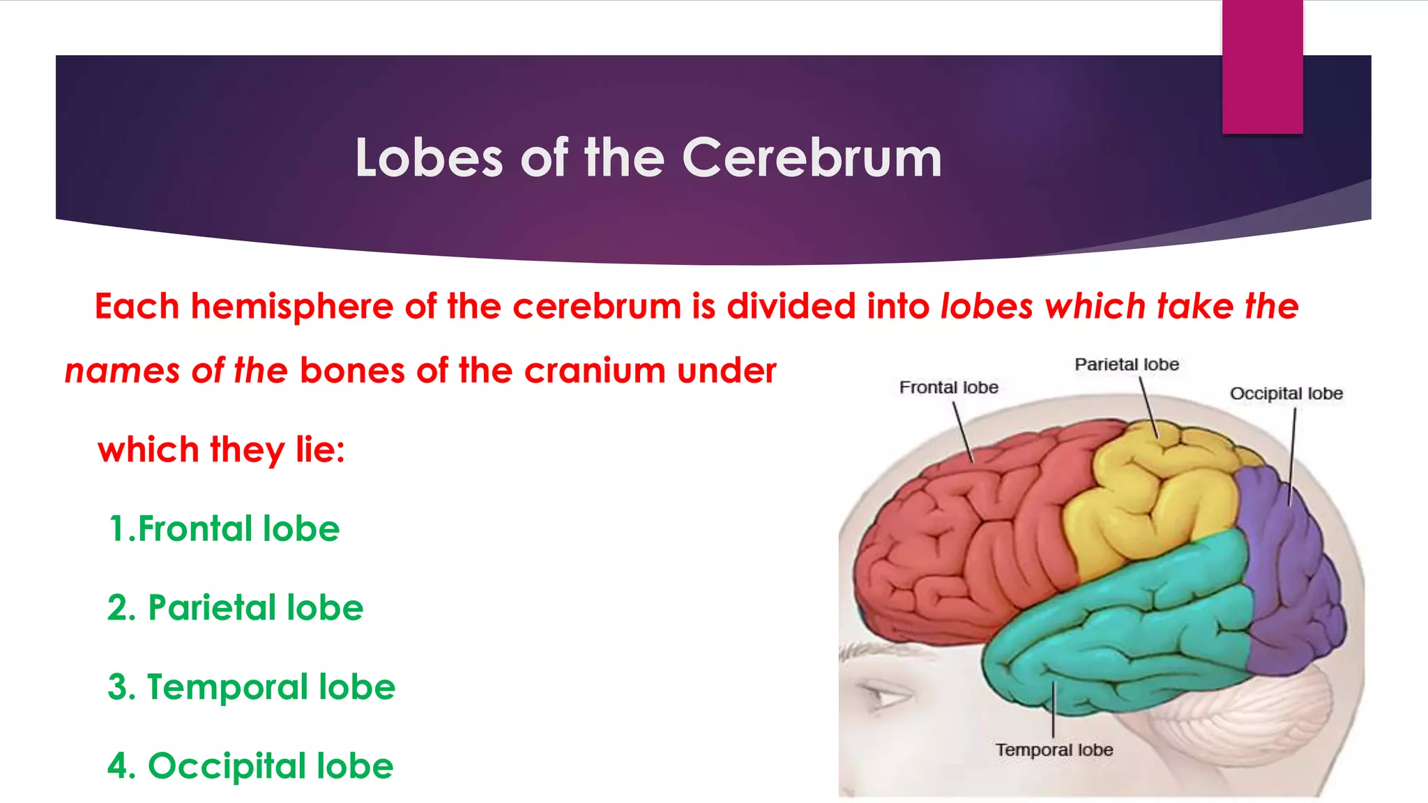 Cerebrum | PPTX