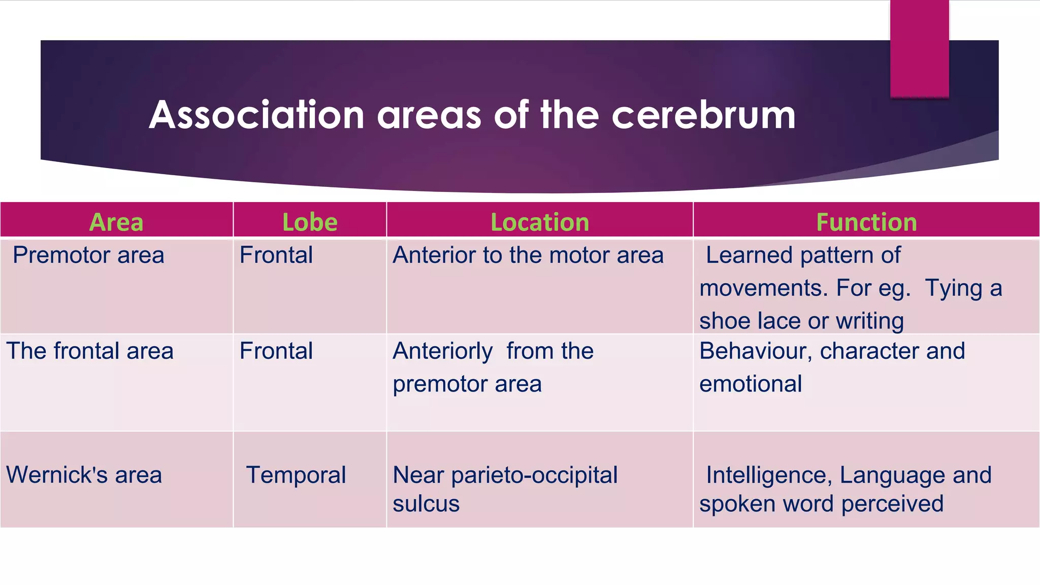 Cerebrum | PPTX