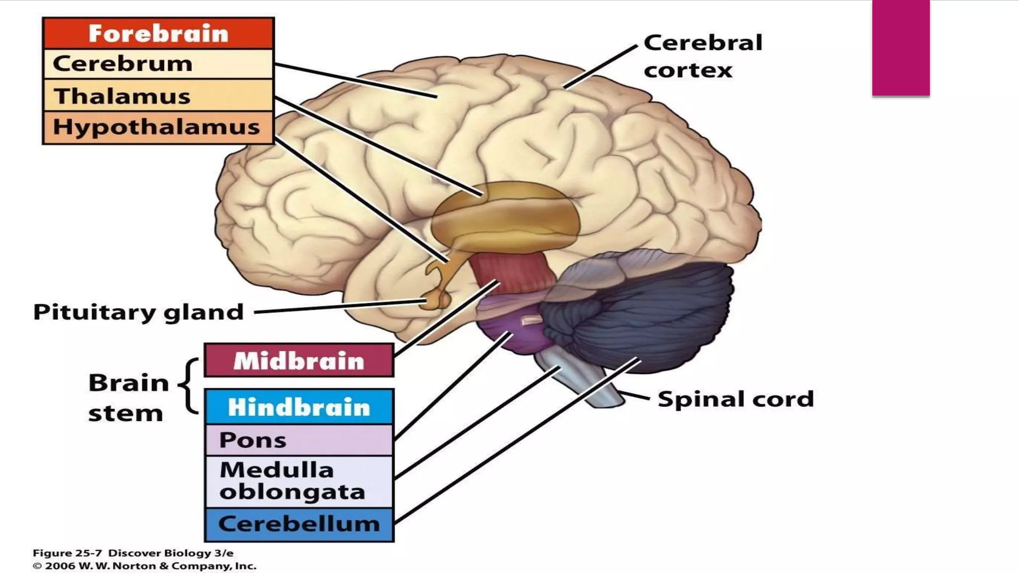 Cerebrum | PPTX