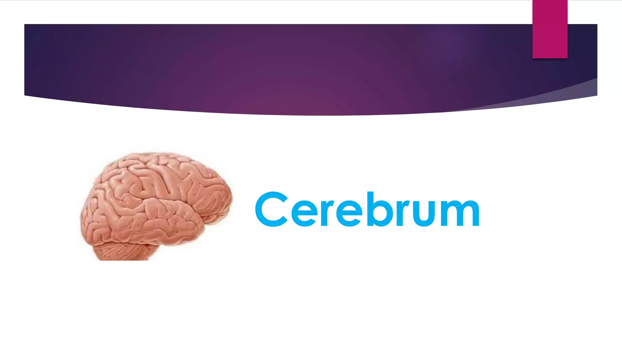 Cerebrum | PPTX
