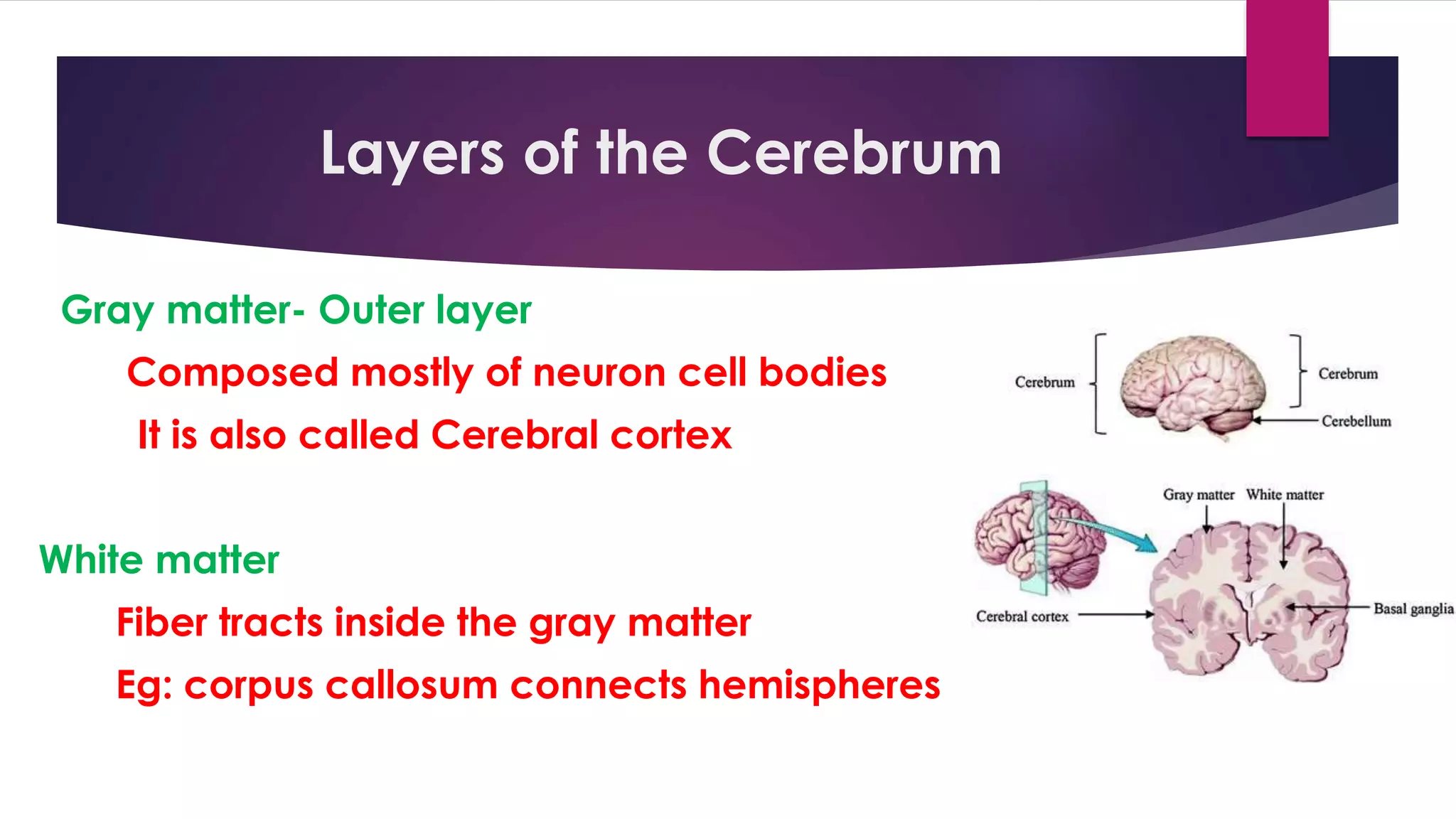 Cerebrum | PPTX