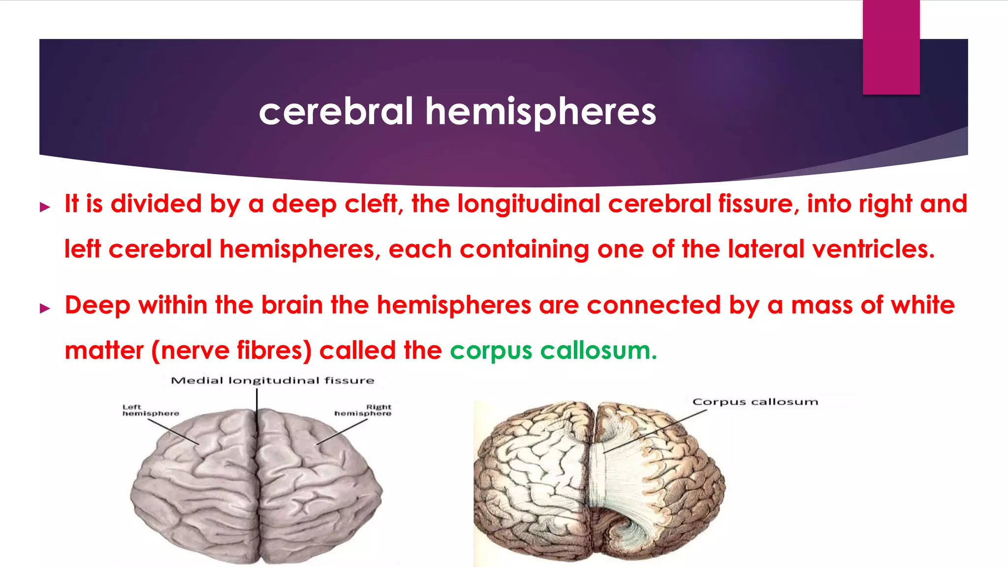 Cerebrum | PPTX