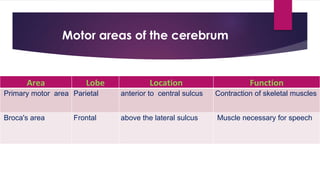 Cerebrum | PPTX