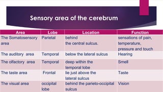 Cerebrum | PPTX