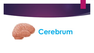Cerebrum | PPTX