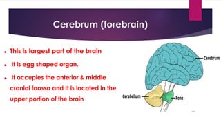 Cerebrum | PPTX