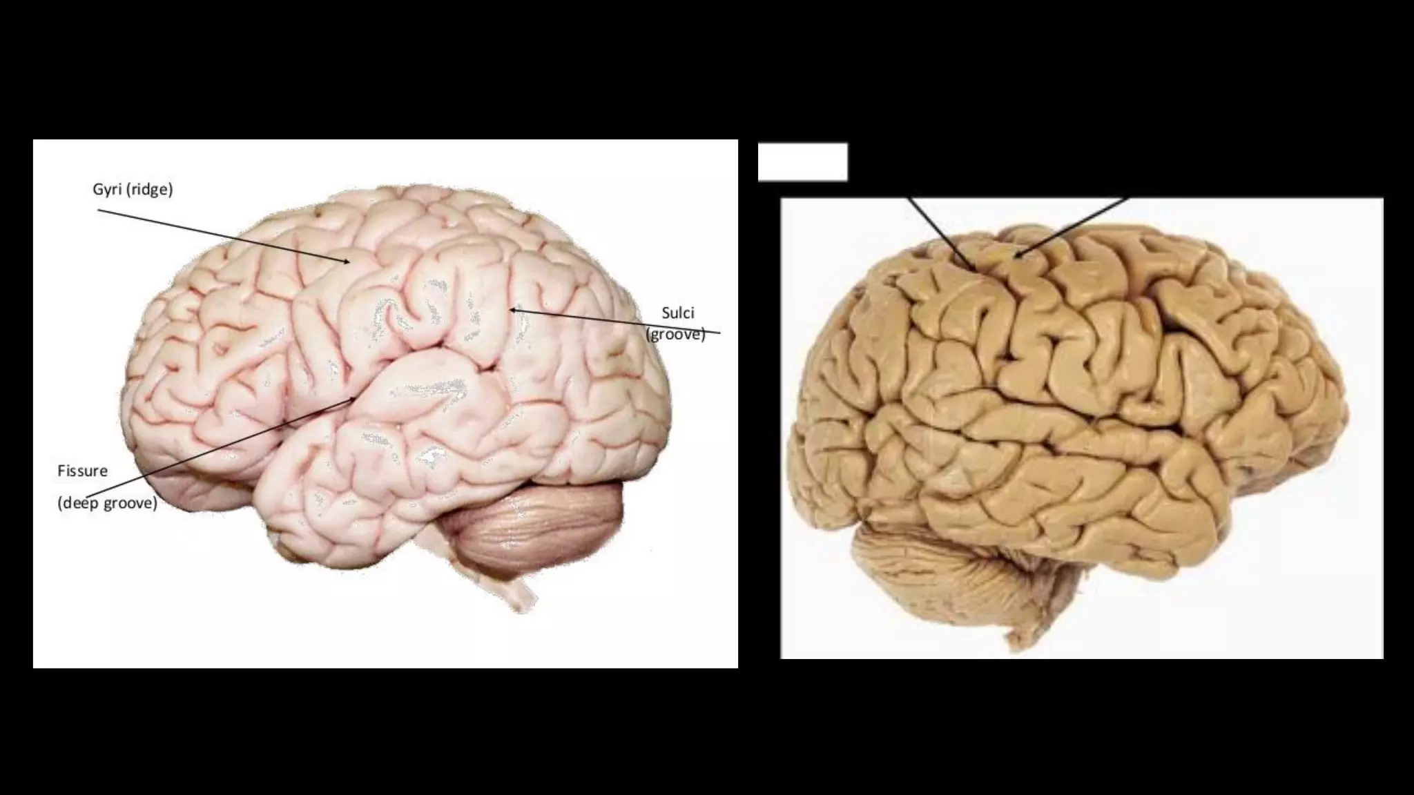 Cerebrum | PDF