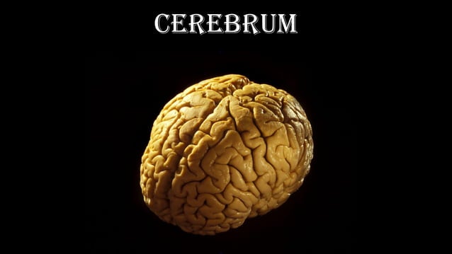 Cerebrum | PDF