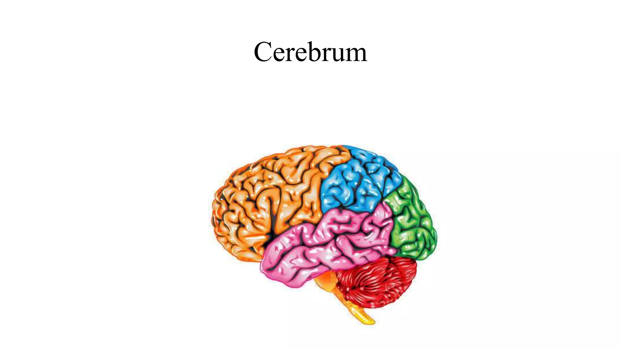Cerebrum | PDF